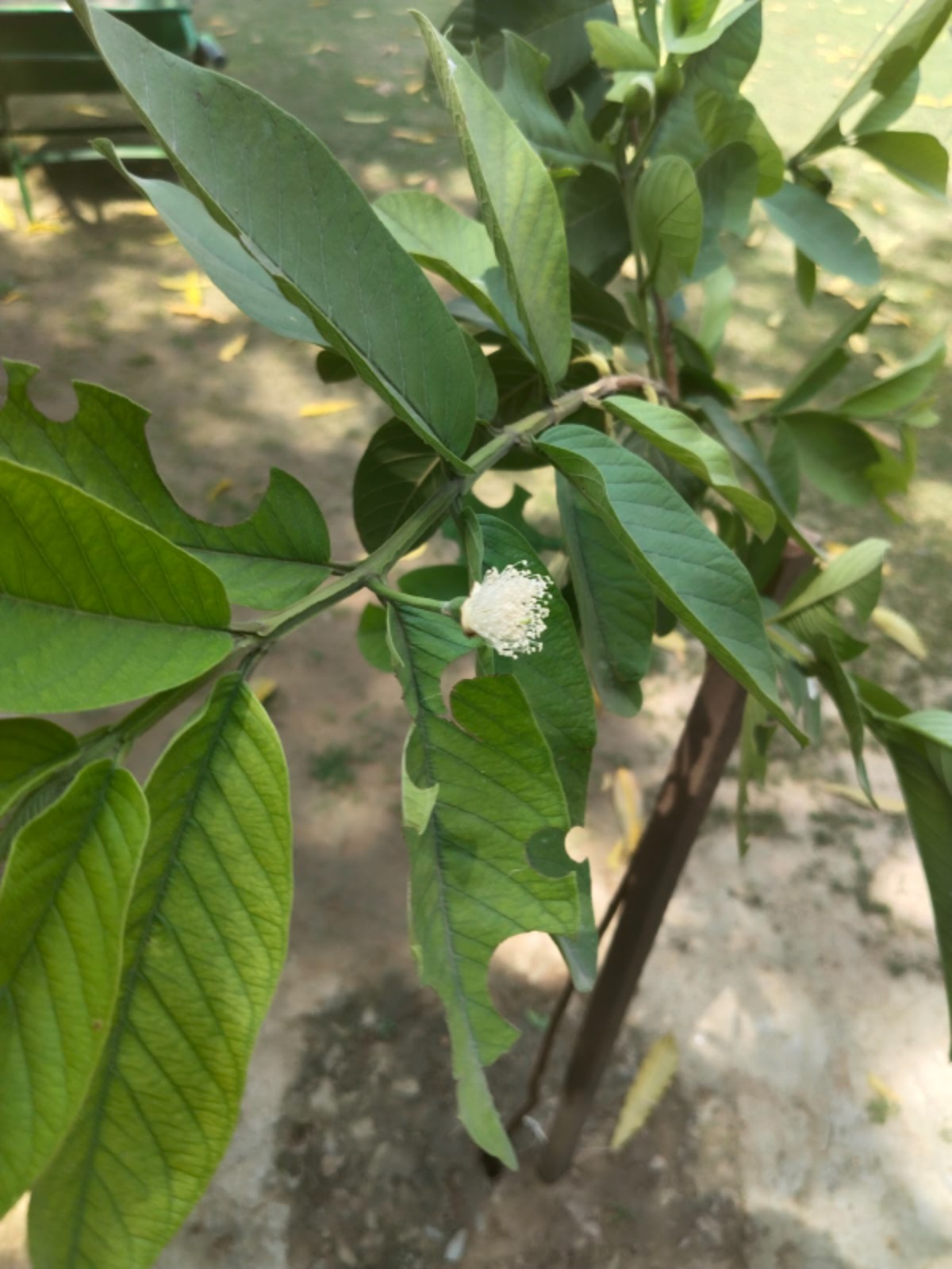 Psidium guajava